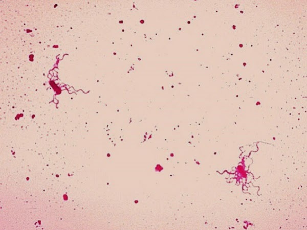 Index of /entretenimiento/manualidades/wp-content/uploads/2014/08/