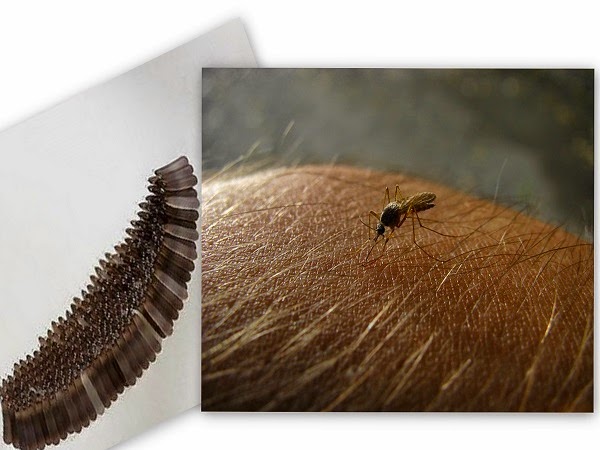 ¿Por qué pican los mosquitos?: 17 causas, motivos o razones que debes ...