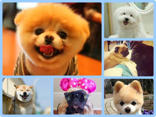 Los 6 perros más famosos de internet - Todo mascotas