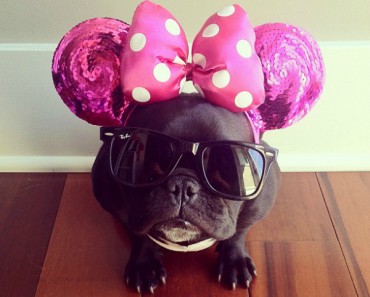 Los 6 perros más famosos de internet - Todo mascotas