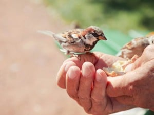 Cómo curar a un pájaro herido - Todo mascotas
