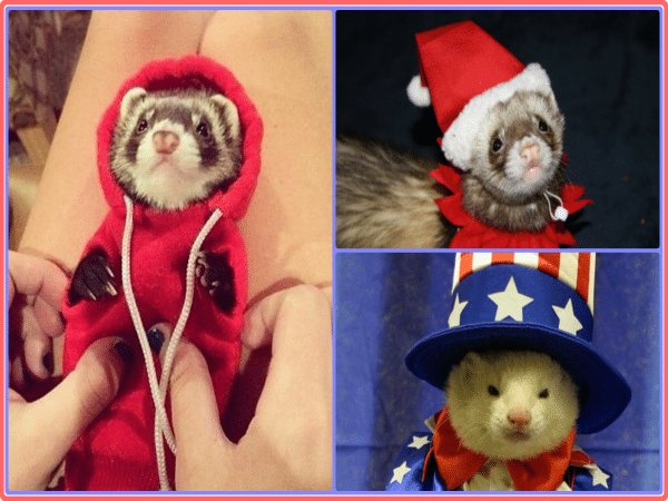 Hurones con disfraces: Preciosos!!! - Todo mascotas