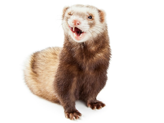 Gifs de Hurones Graciosos - Todo mascotas