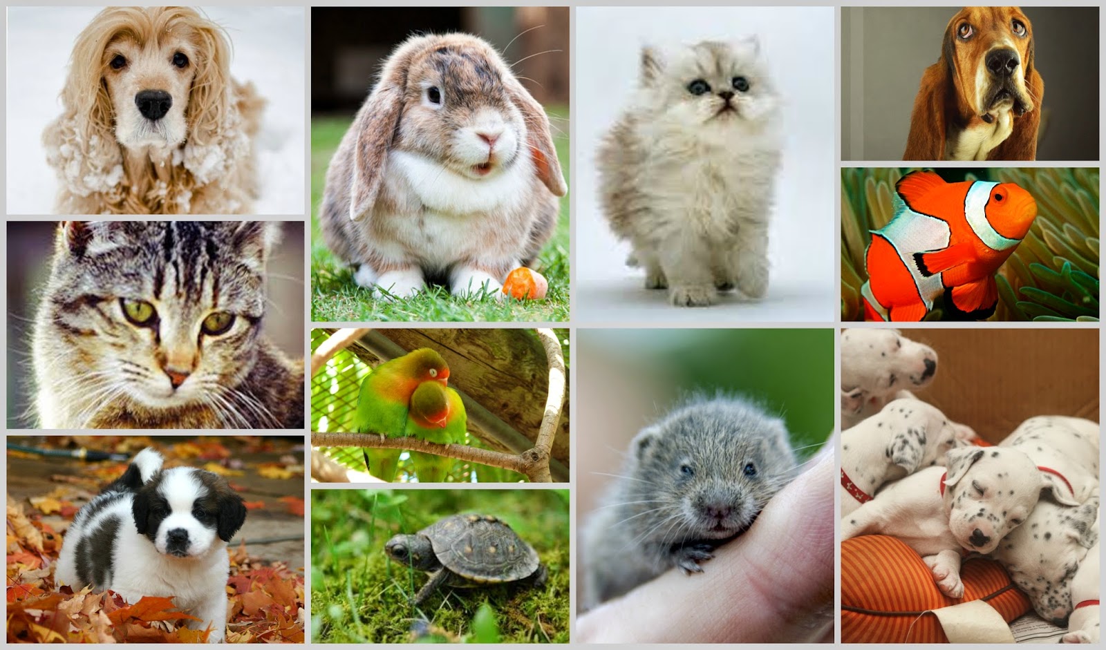 Sorteo Todo Mascotas: Participa y Gana Productos para tu Mascota ...