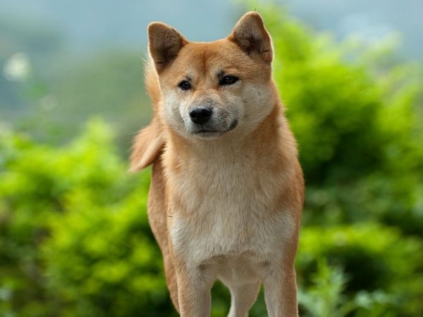Que Tipo De Cachorro E Hachi