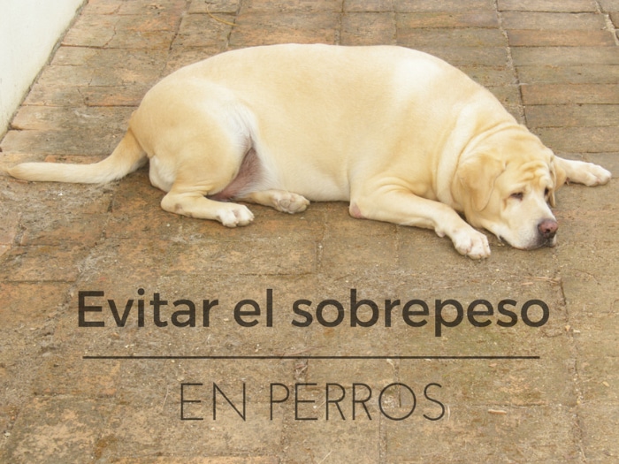 Cómo identificar y evitar el sobrepeso en perros