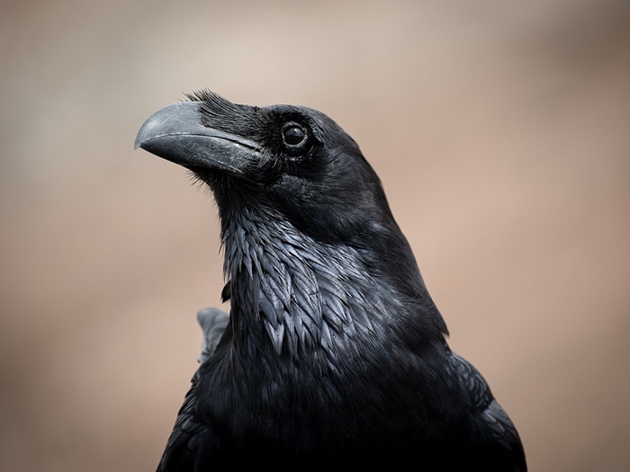 17 Alucinantes curiosidades sobre los cuervos