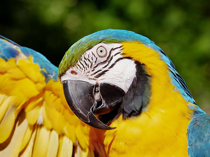 ¿Qué comen los loros? La Alimentación del loro