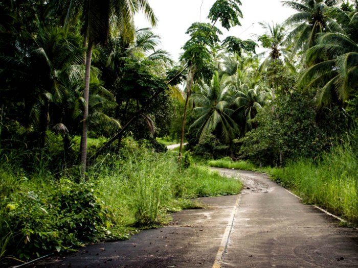 selva-tropical - Viajar